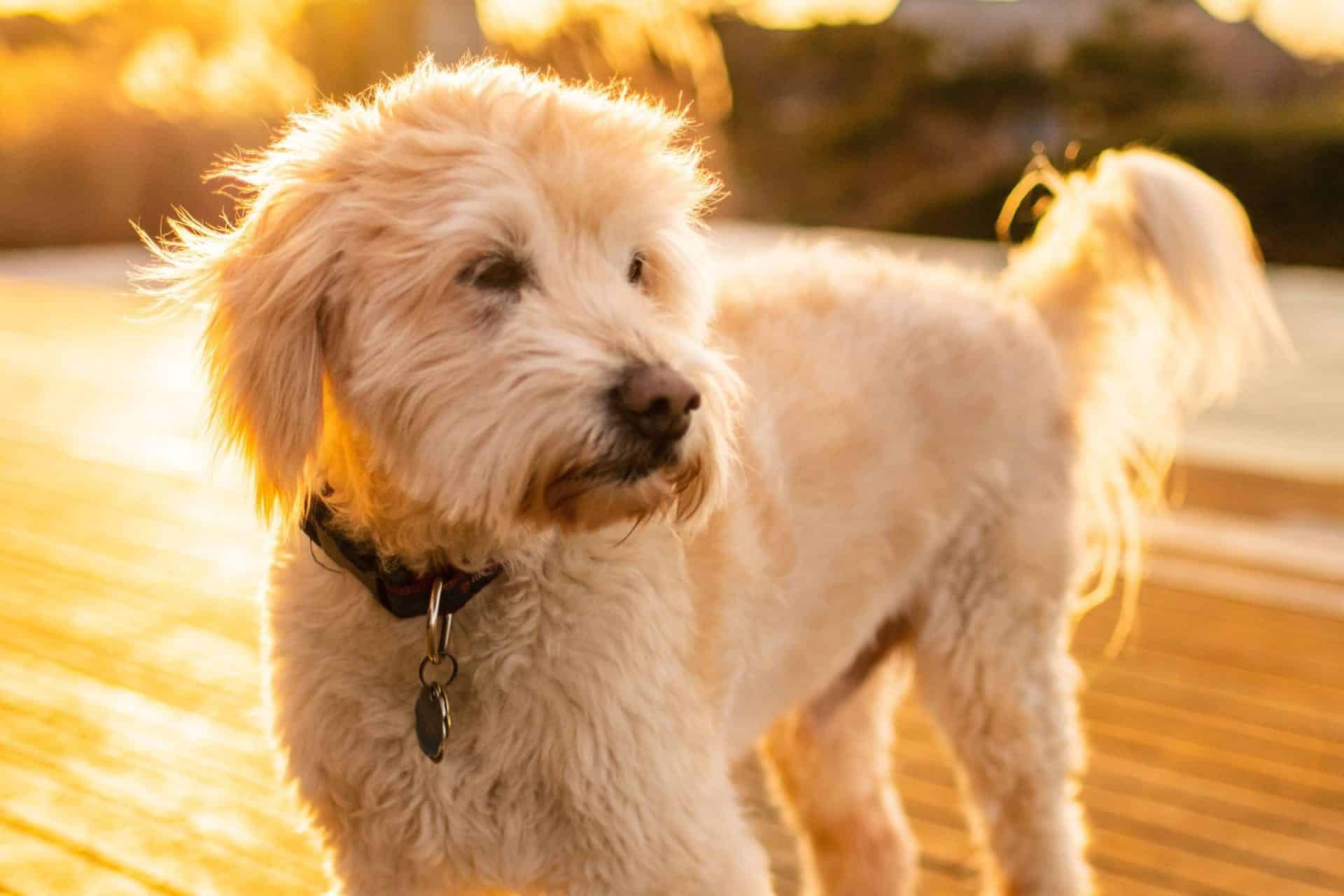 Should you Get a Goldendoodle or a Labradoodle? Here's How to Decide.