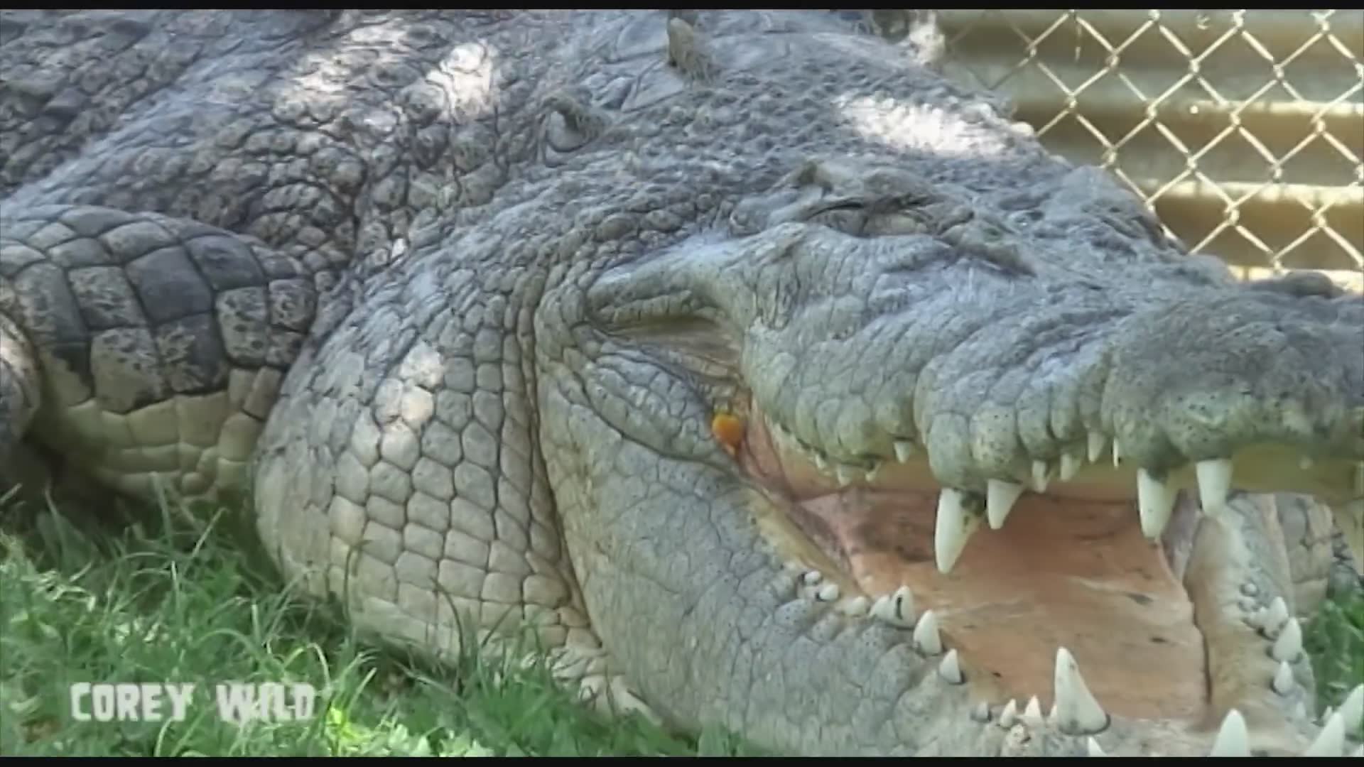 Top 10 Deadly Animals in Australia