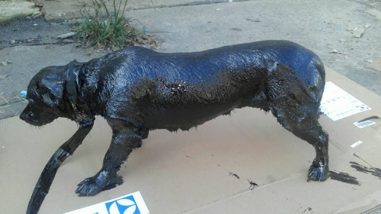 Rescuers Find Dog Covered in Tar and Fear the Worst
