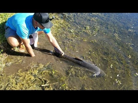 Giant canal whale found in invasive species pond