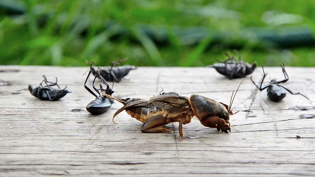 The consequences of a world without insects