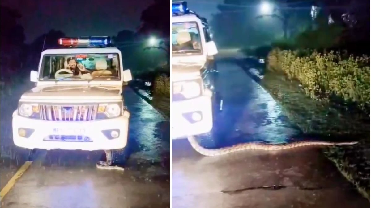 Python crawls out of police jeep, slithers into forest as cops watch ...