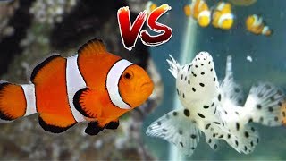 Live Feeding Battle: Clownfish vs Panther Grouper