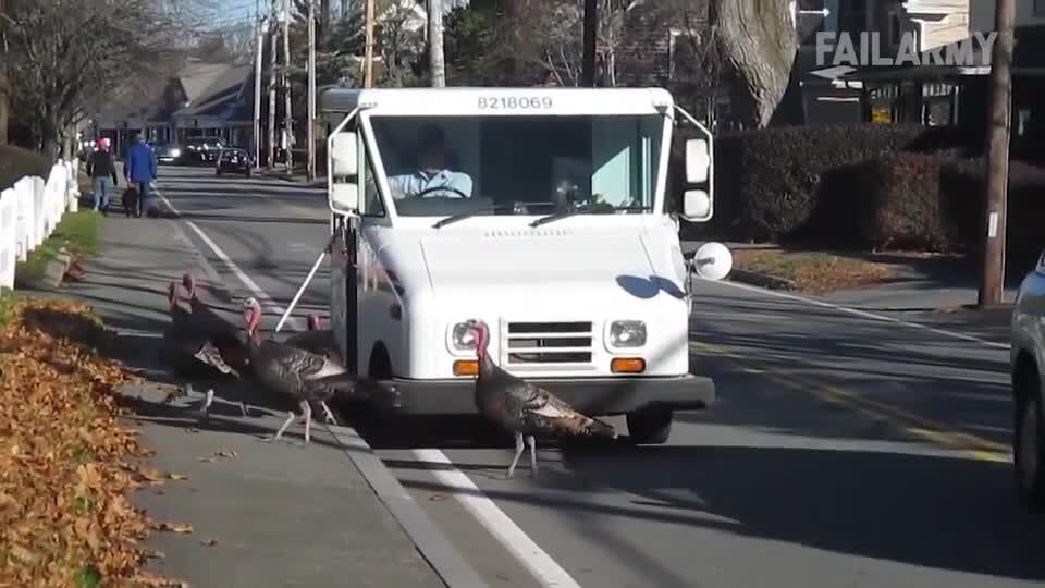 FailArmy Presents: Funny Pet Fails by The Pet Collective