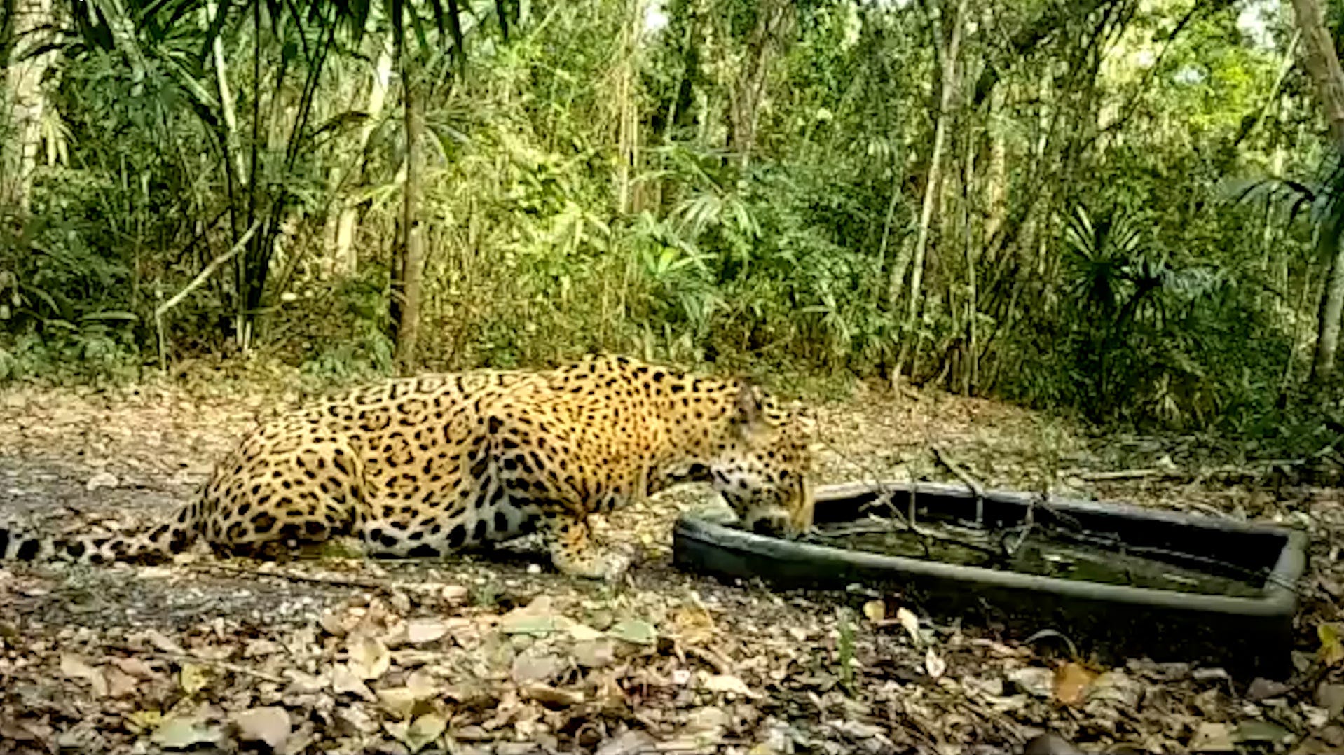 See the man-made water sources relieving wildlife from the heat