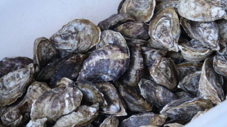 Paralytic shellfish poisoning shuts down harvesting for Skagit Bay