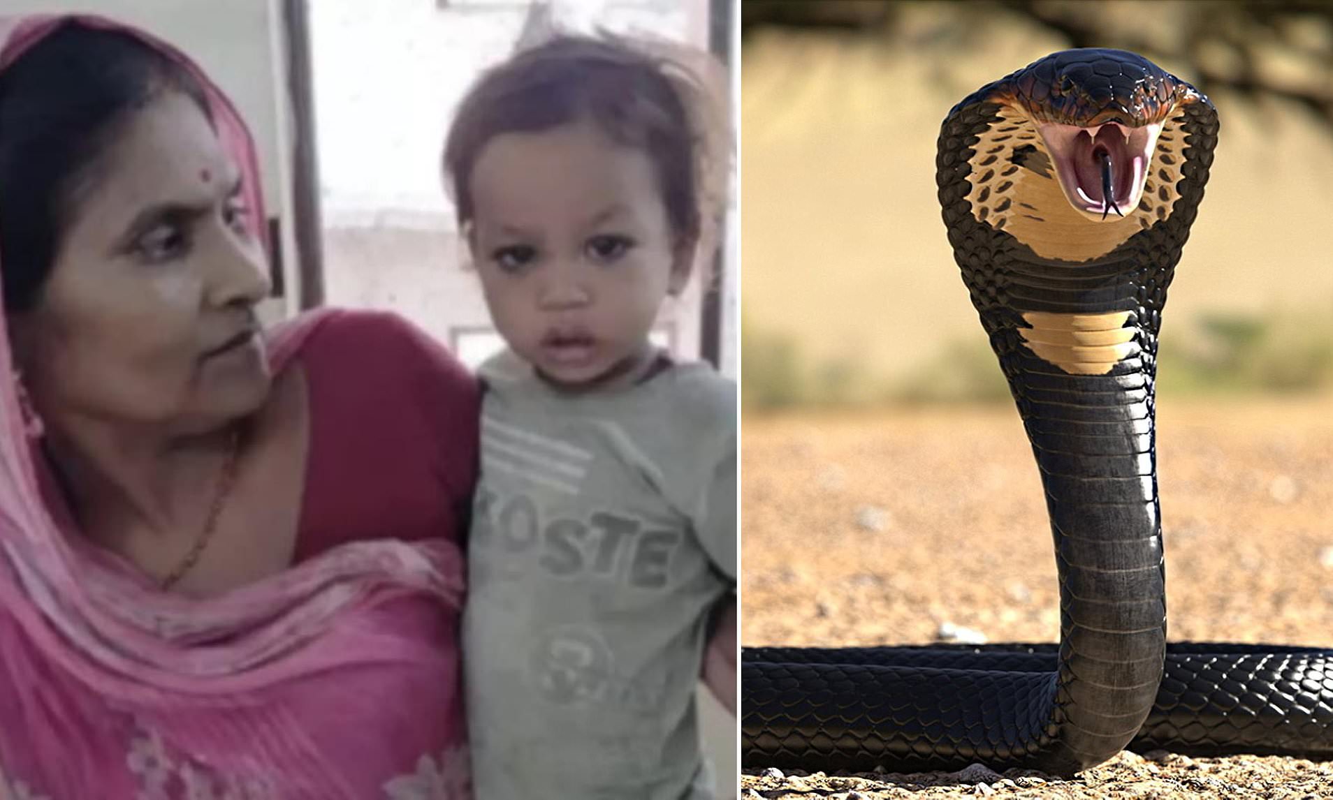 Toddler bites cobra to death after venomous 3ft-long snake coiled ...