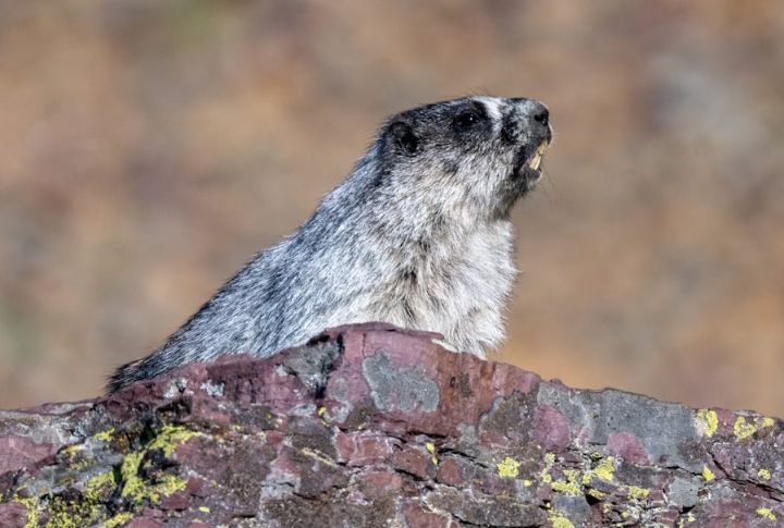 10 Creatures You'll Only Cross Paths With In Alaska