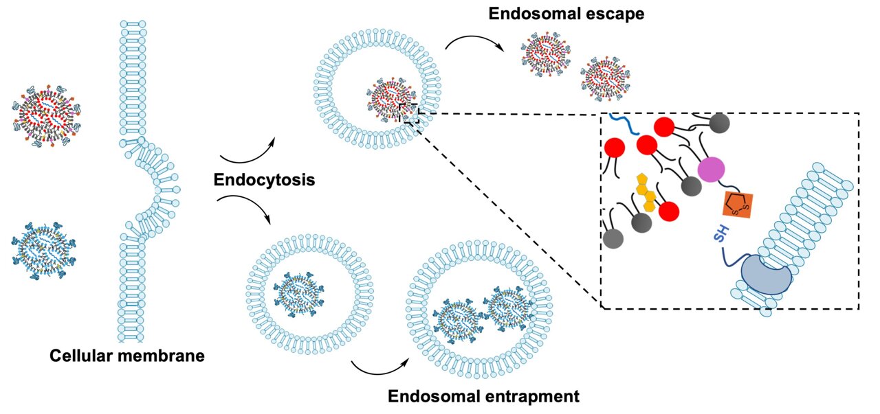 New cyclic disulfide lipids help stop cancer growth in mice