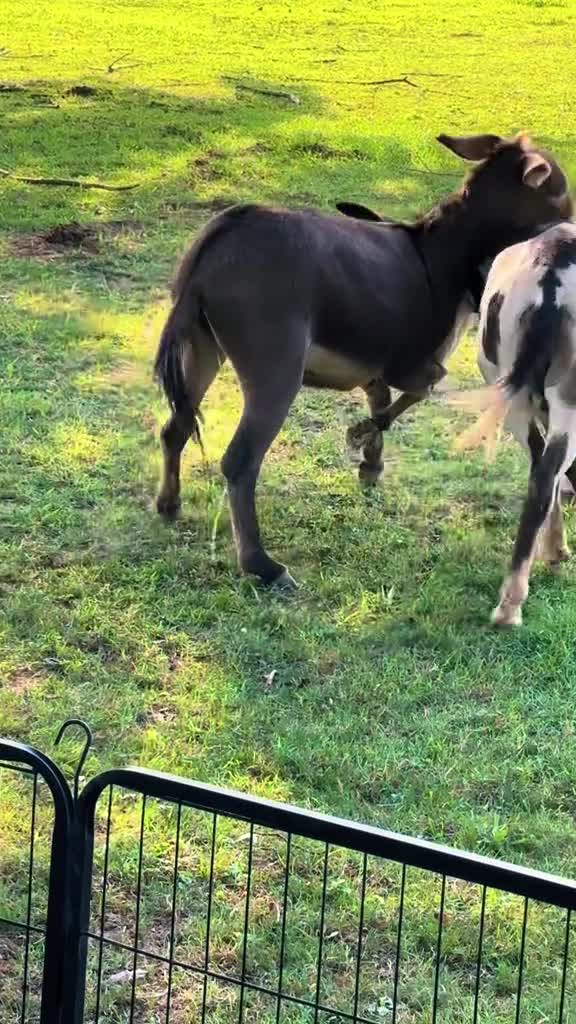Farm Life Unfiltered: Donkey Teaches Respect the Hard Way