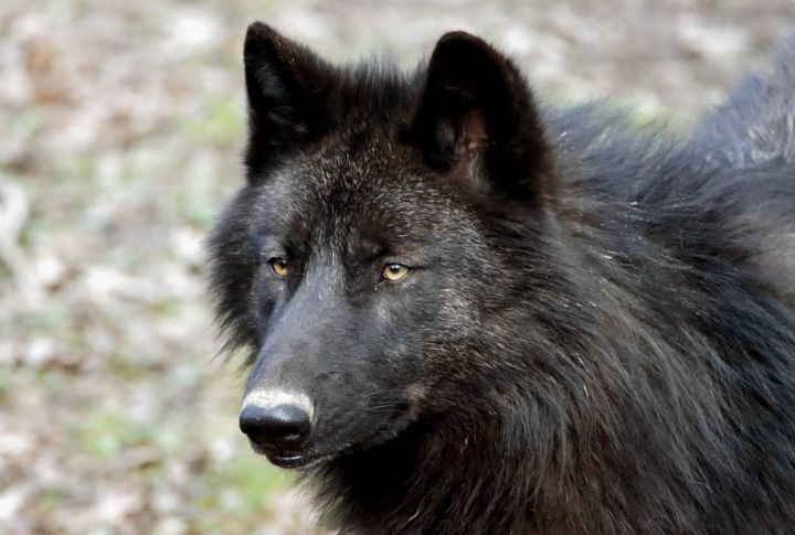 10 Creatures You'll Only Cross Paths With In Alaska