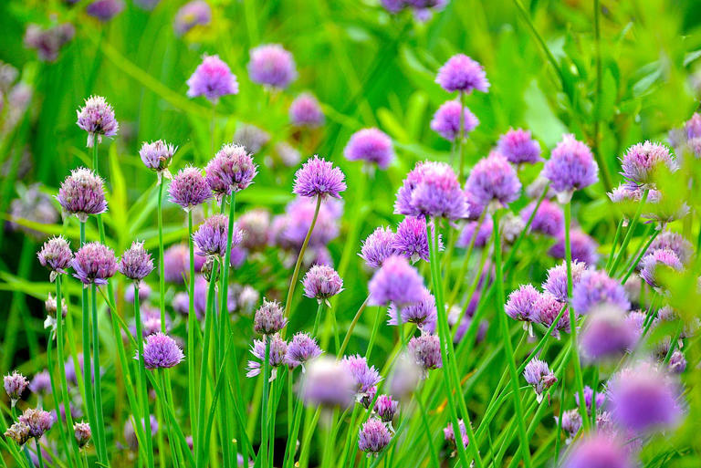 How to Grow Chives Like an Expert—and Keep Them Thriving All Season