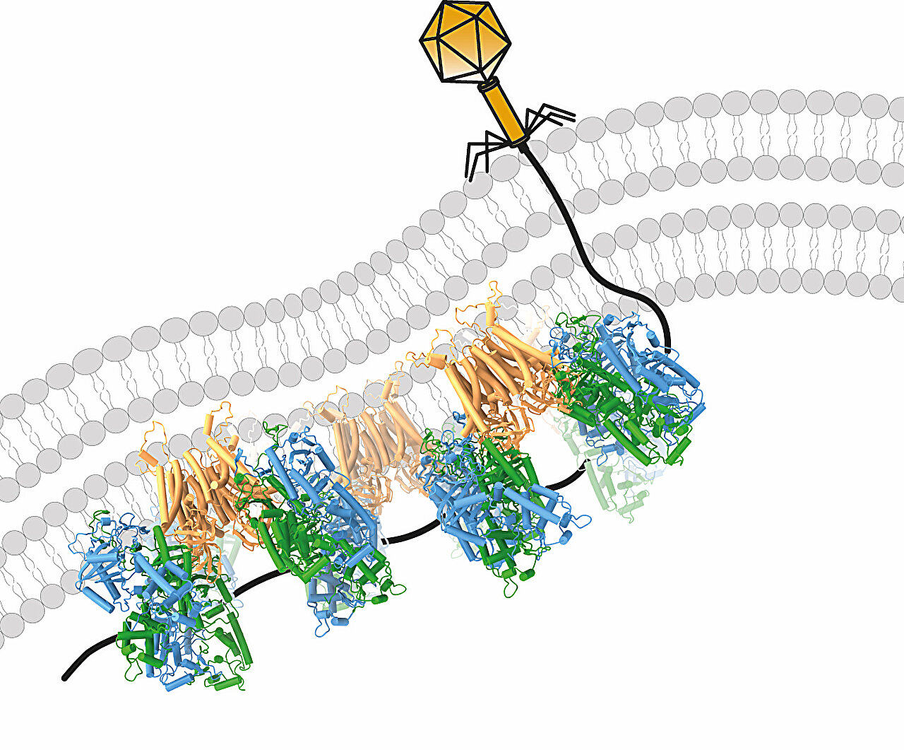 New insights could help phages defeat antibiotic resistant bacteria