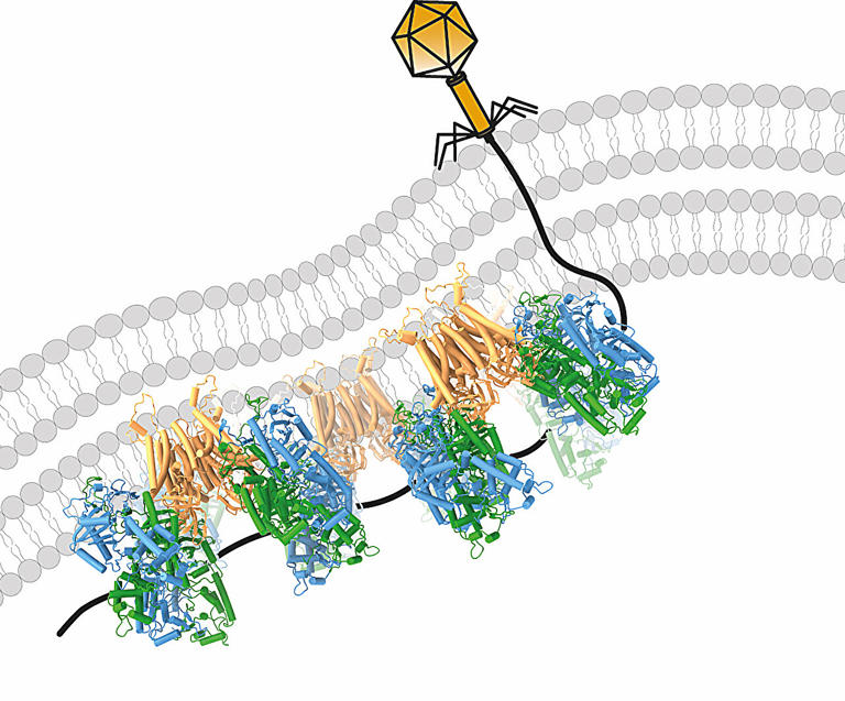 New insights could help phages defeat antibiotic resistant bacteria