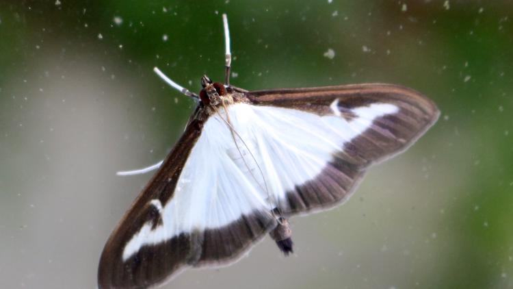 Invasive box tree moth detected in Virginia for the first time, says VDACS