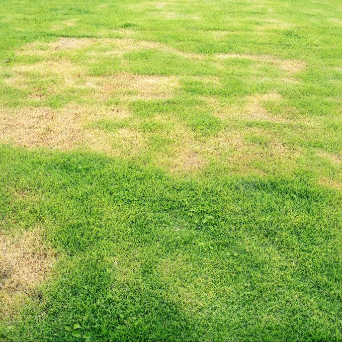 18 Lawn Mysteries Explained (And How to Fix Them)