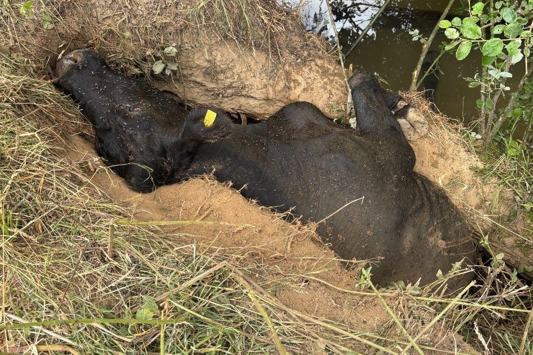 Cow reunited with calf after fire service rescues animal from water ...