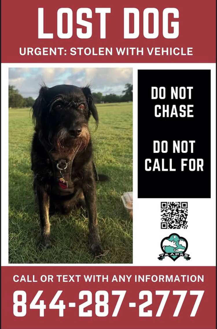 Texas food influencer continues search for stolen dog Noodles