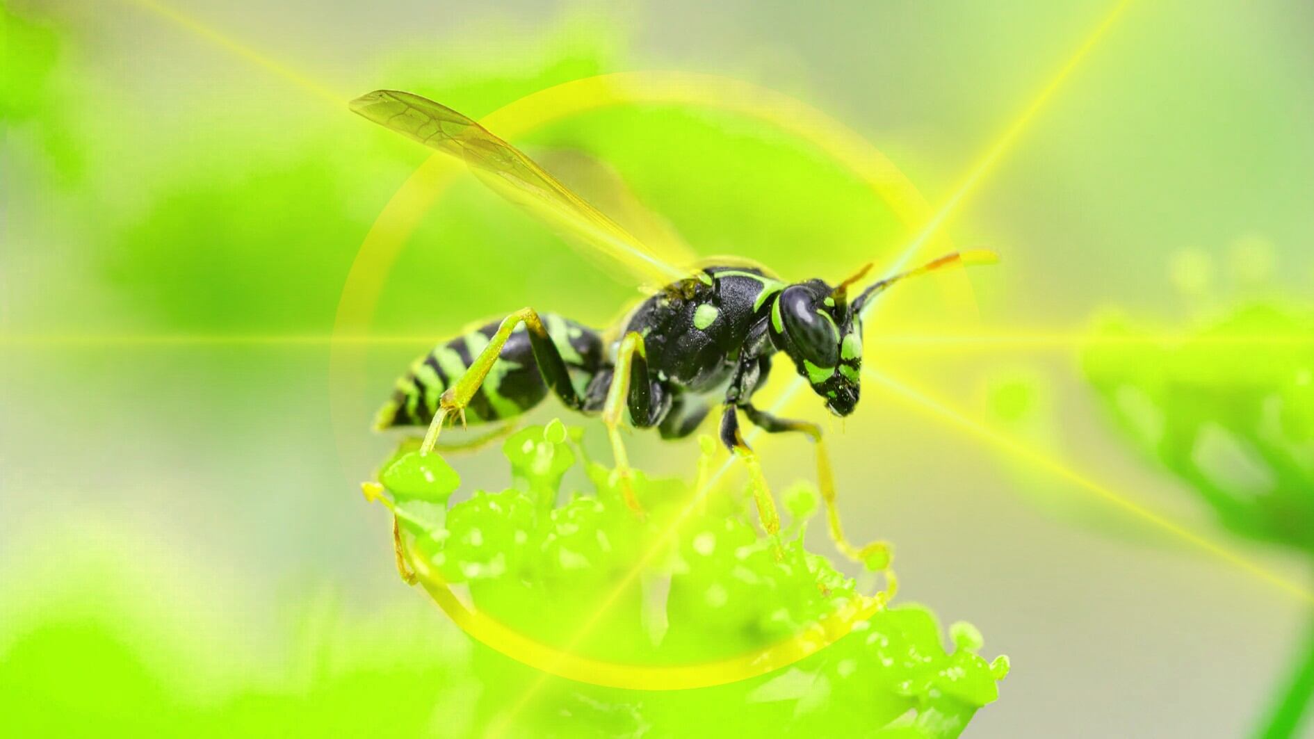 Radioactive wasps discovered at South Carolina nuclear facility