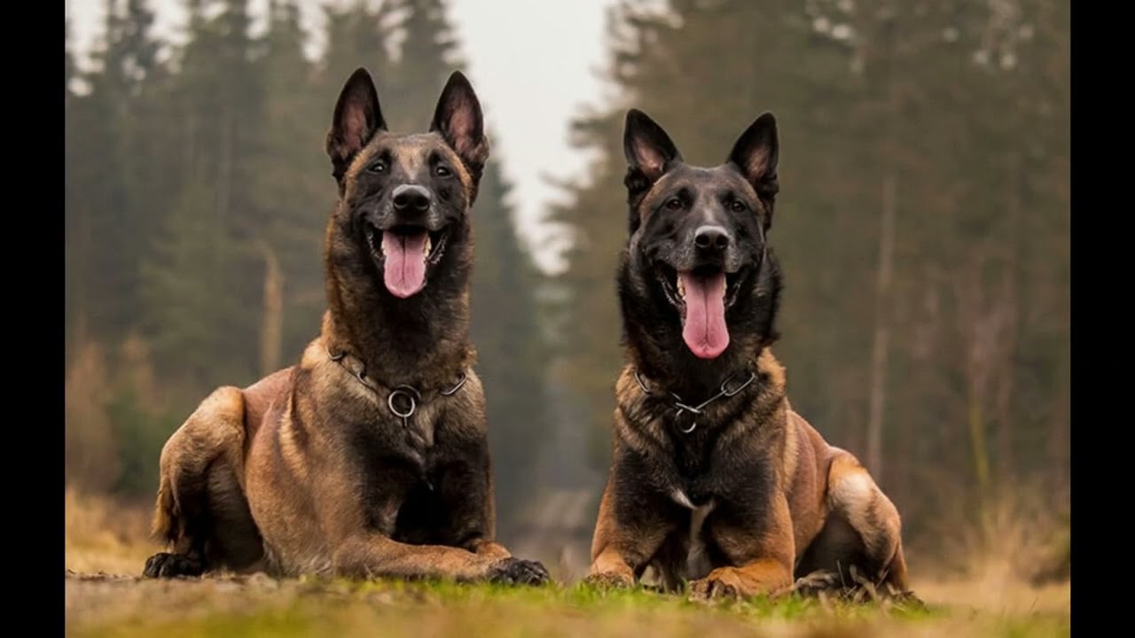 TOP 30 DOG BREEDS IN THE WORLD