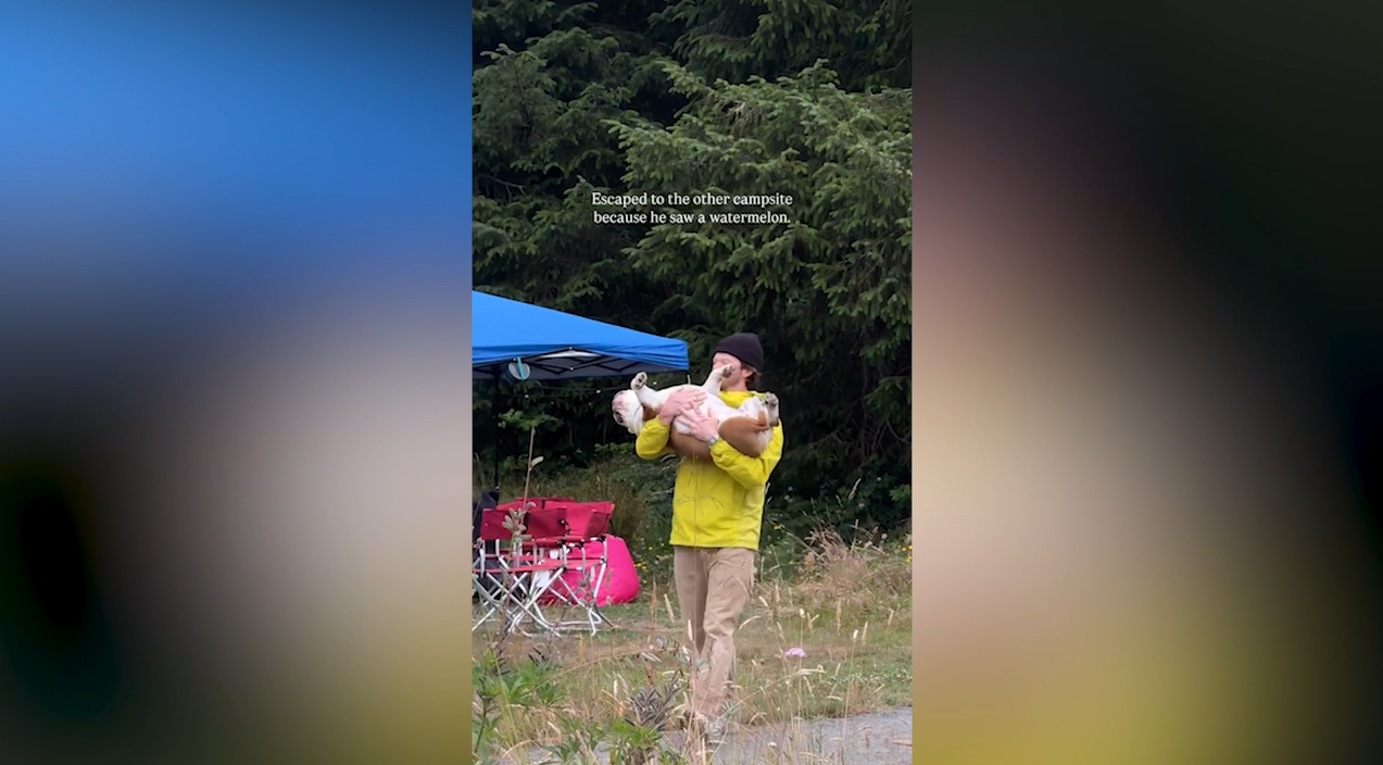 English Bulldog Sneaks To Neighboring Campsite