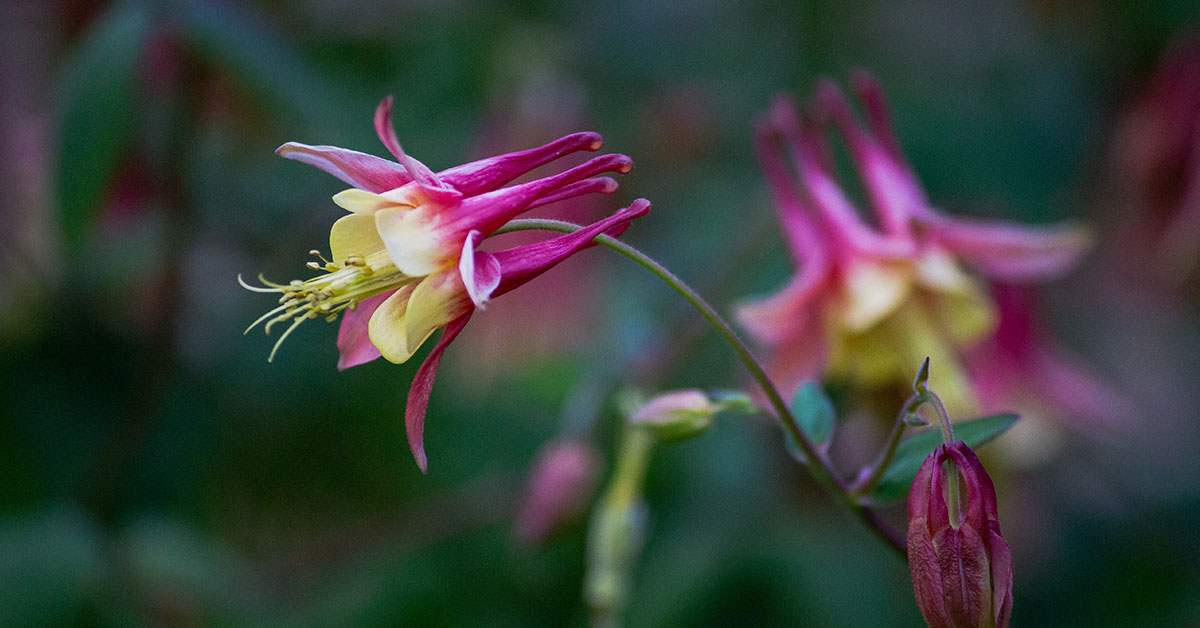 Hummingbirds Will Keep Coming Back For These 12 Perennial Flowers