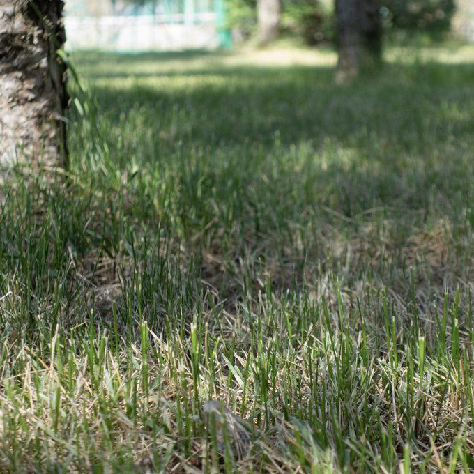 18 Lawn Mysteries Explained (And How to Fix Them)