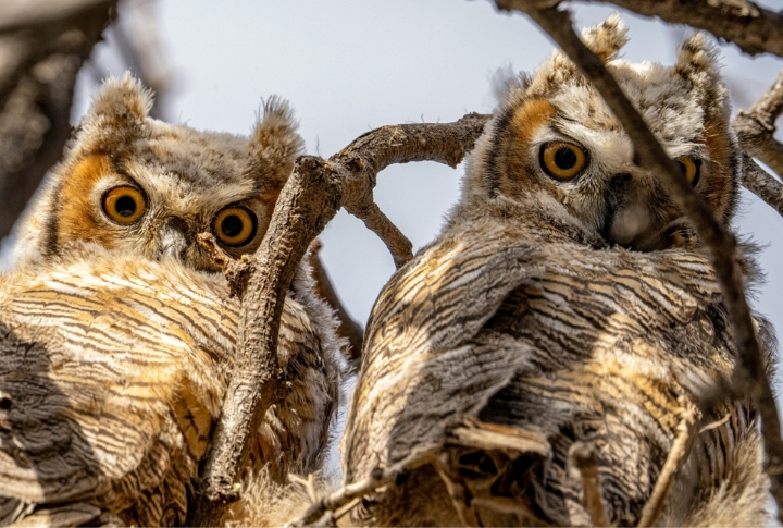 Why do some cultures dread the sight of owls?