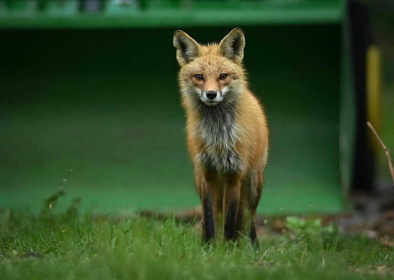Raymore Animal Control asks for community's help in locating foxes ...