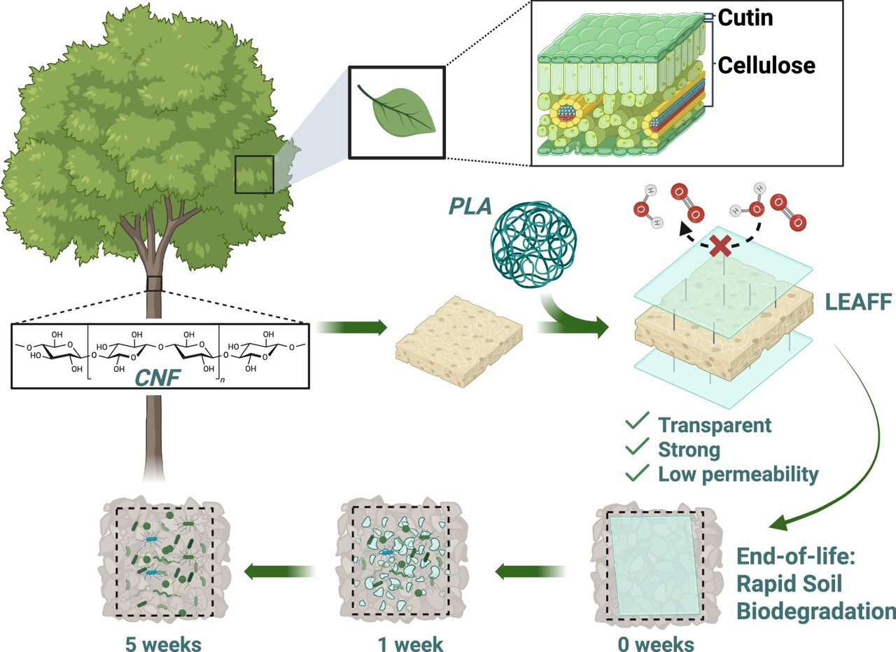 Leaf-inspired design makes bioplastics degradable, stronger