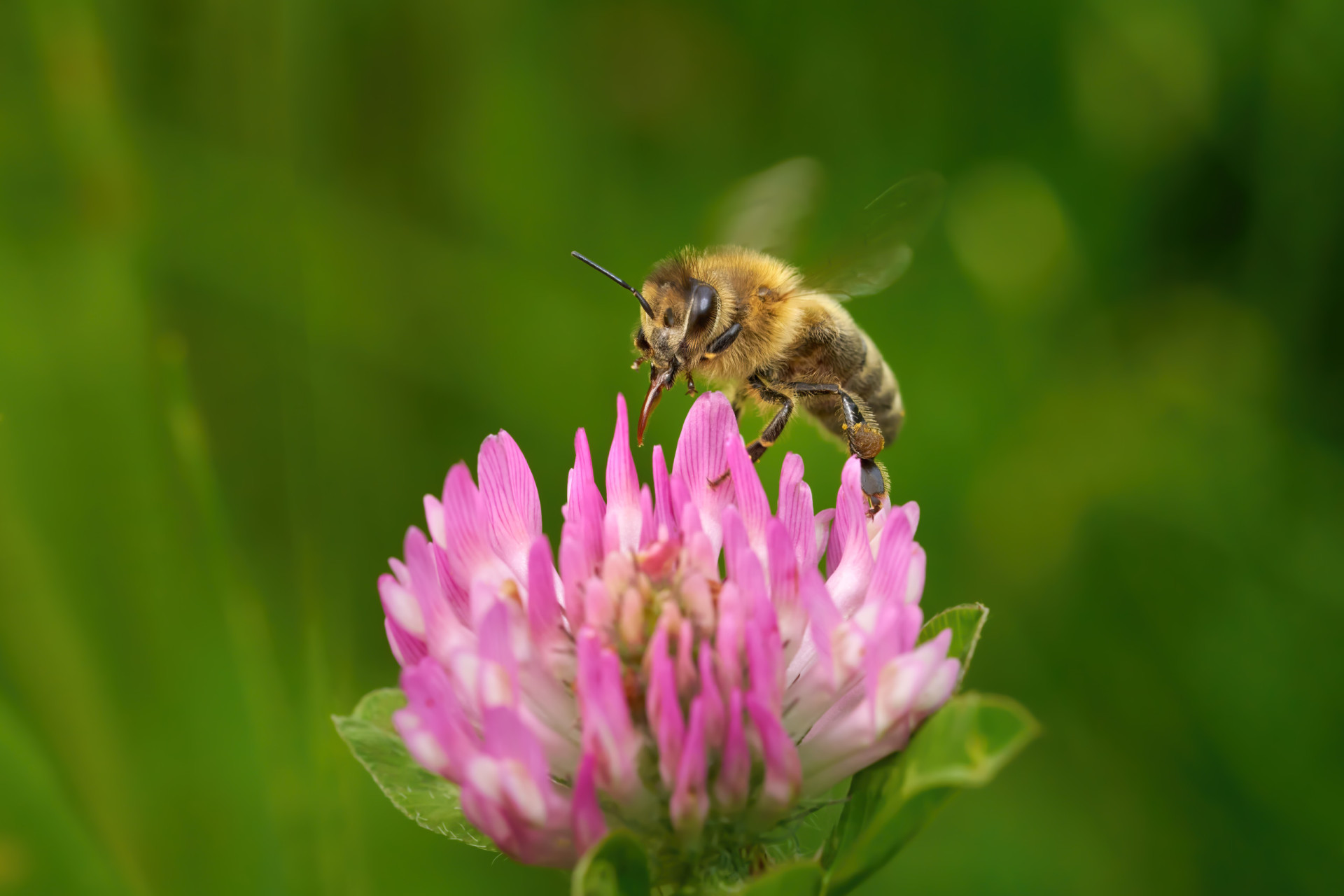 How air pollution is interfering with bee pollination