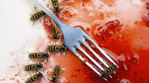 What to do when wasps crash your picnic – a scientist’s guide to dining ...