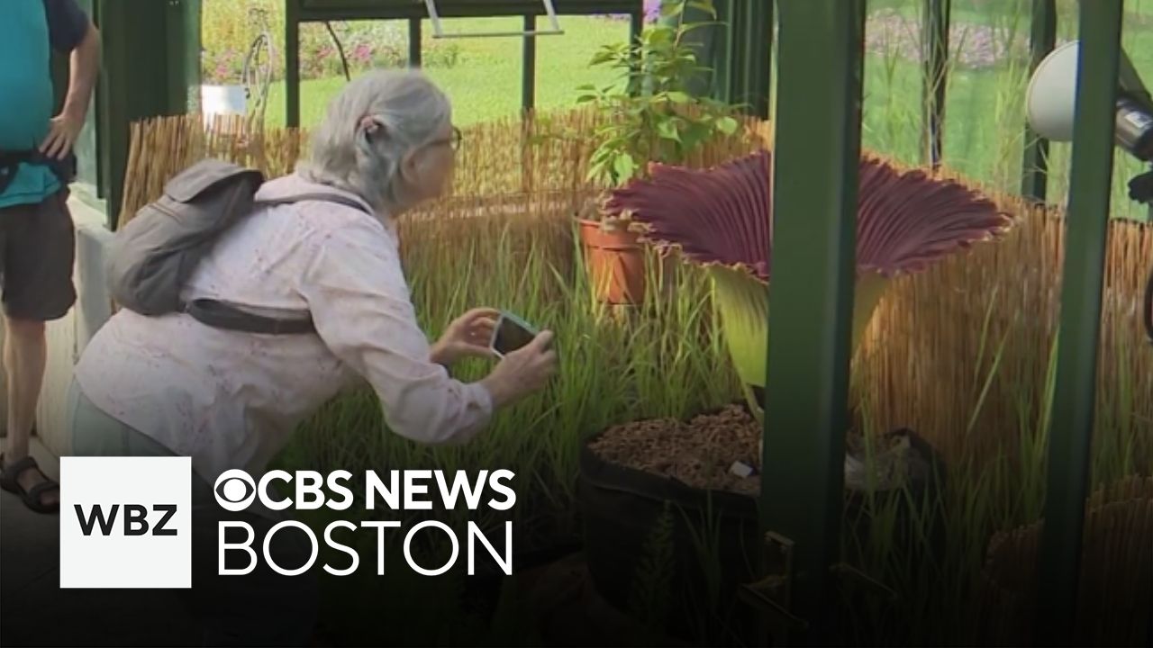 Rare corpse flower reaches "peak stench" in Massachusetts