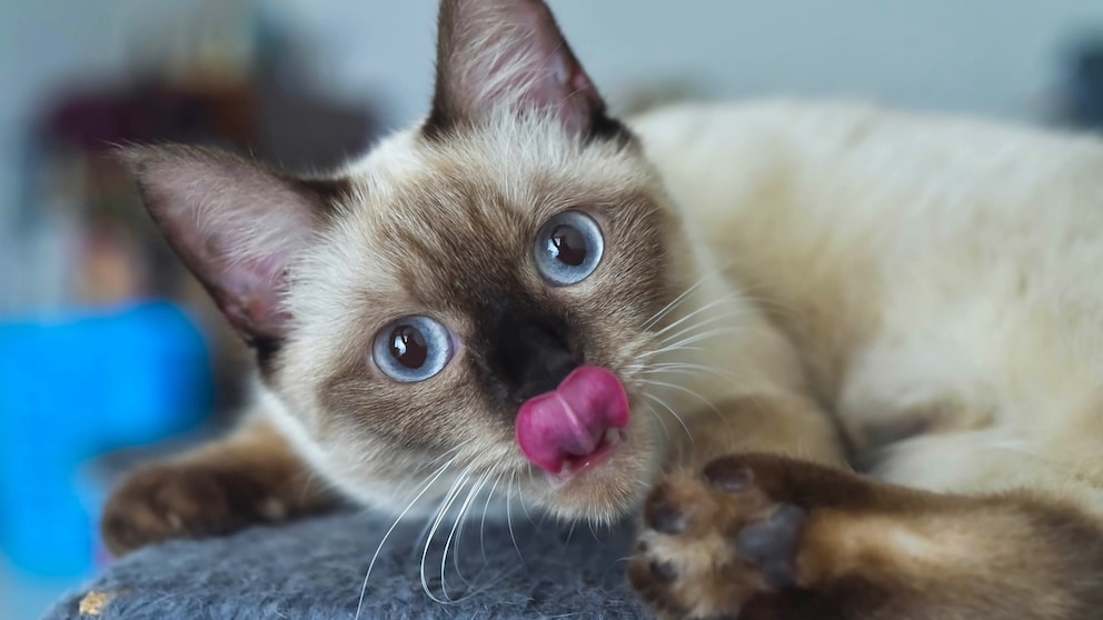 Cat’s Fur Color Changes in Heat – Biologist Explains Phenomenon