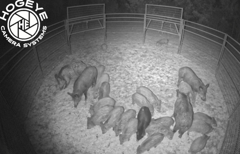 Mississippi landowners can apply for wild hog control aid Aug. 1