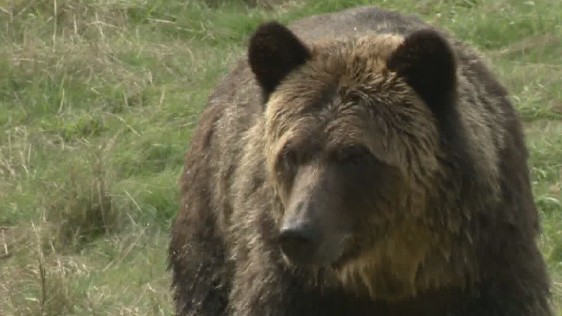 Man seriously injured after bear attack near Creston