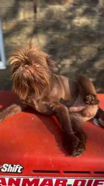 This Song Was Made for Him – The Perfect Match for This Funny Pup
