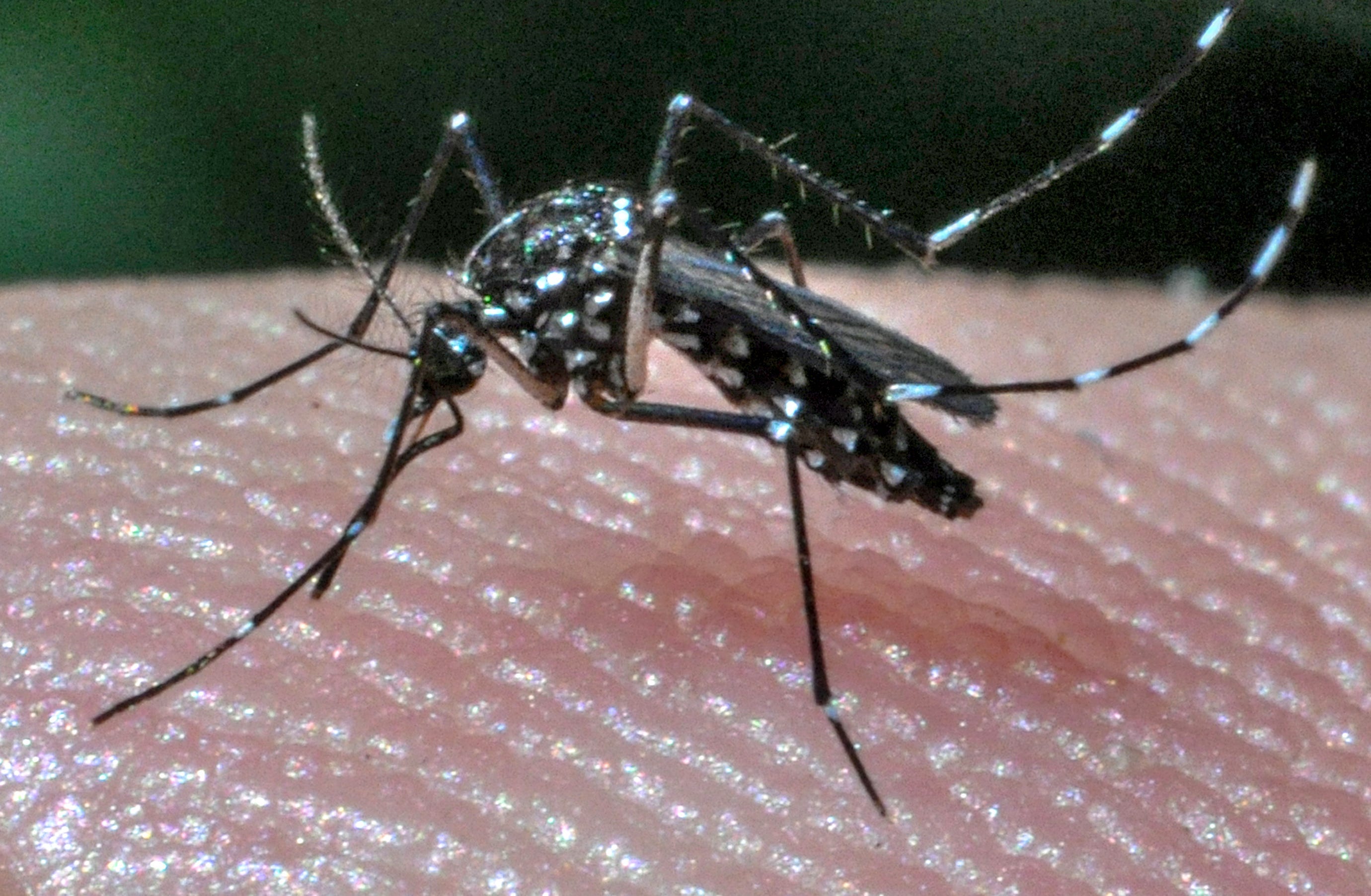 West Nile virus detected in mosquitos collected on Ohio 83 in Franklin ...