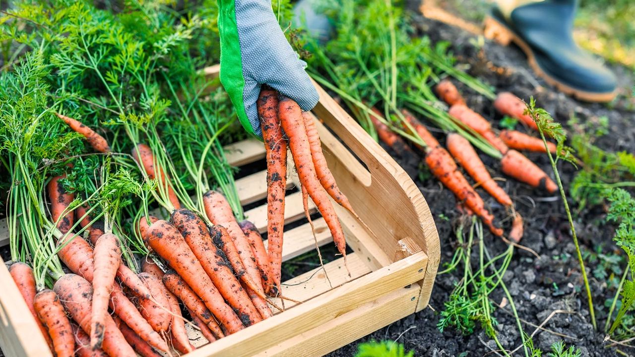 12 Harvesting Tips for Late Summer Vegetables