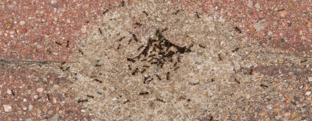 Wlej to do gniazda, a pozbędziesz się mrówek raz na zawsze