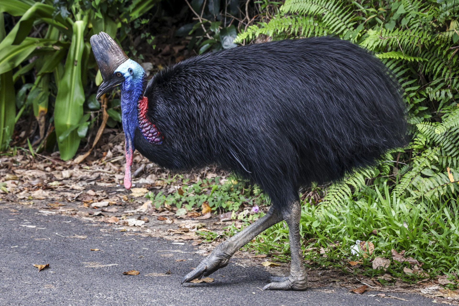 Discovering the cassowary: nature's most intimidating bird