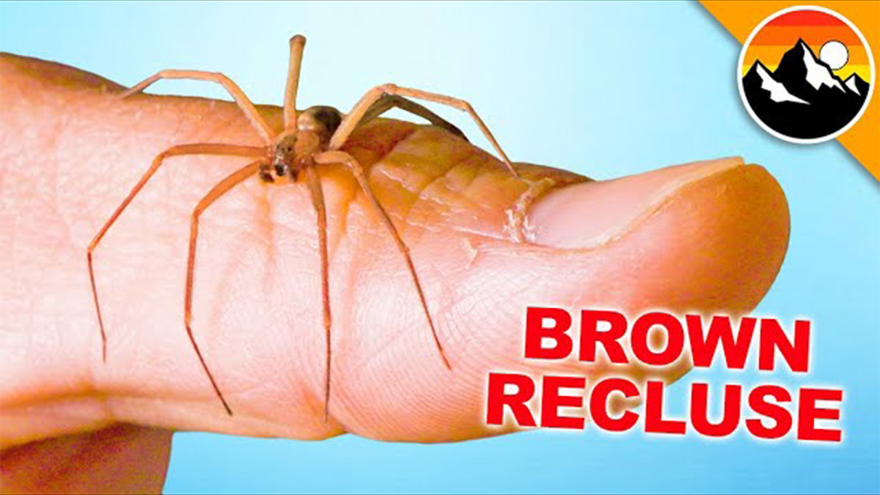 How to Safely Handle a Brown Recluse: What You Need to Know