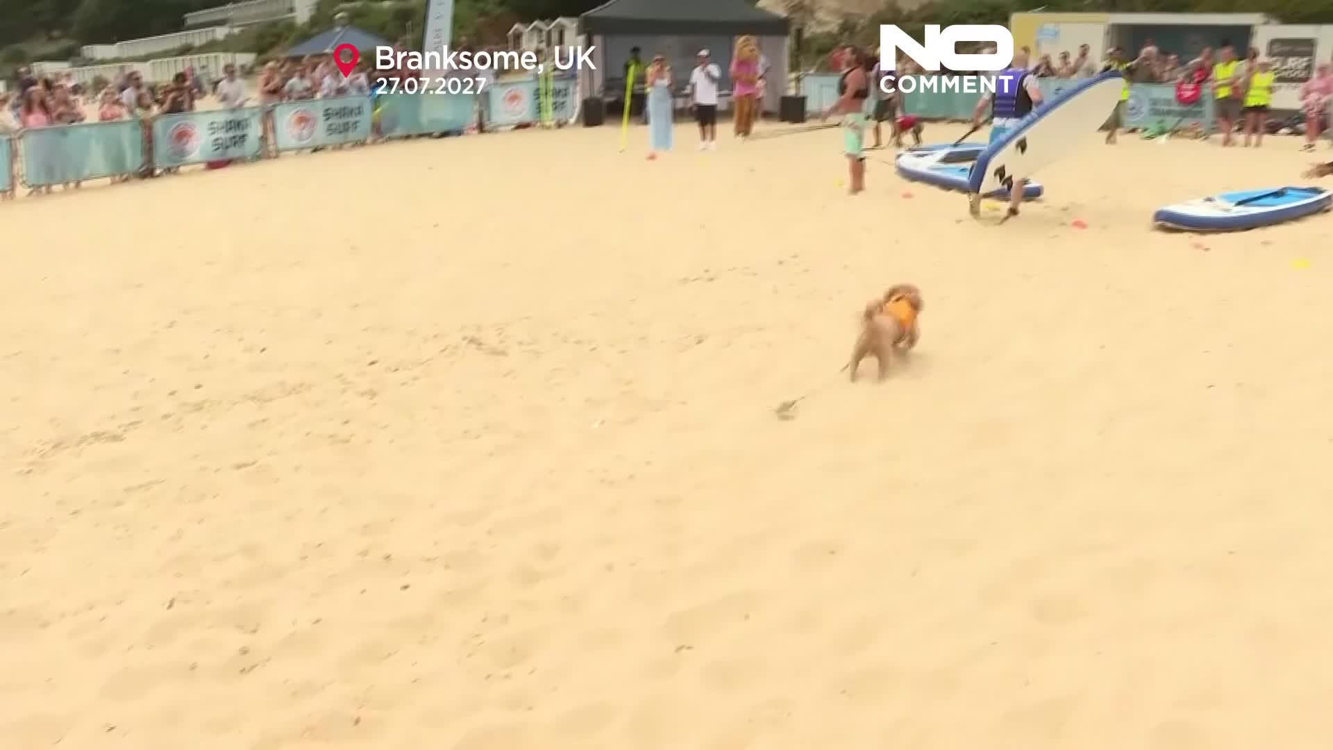 Margo the whippet wins UK Dog Surf Championships