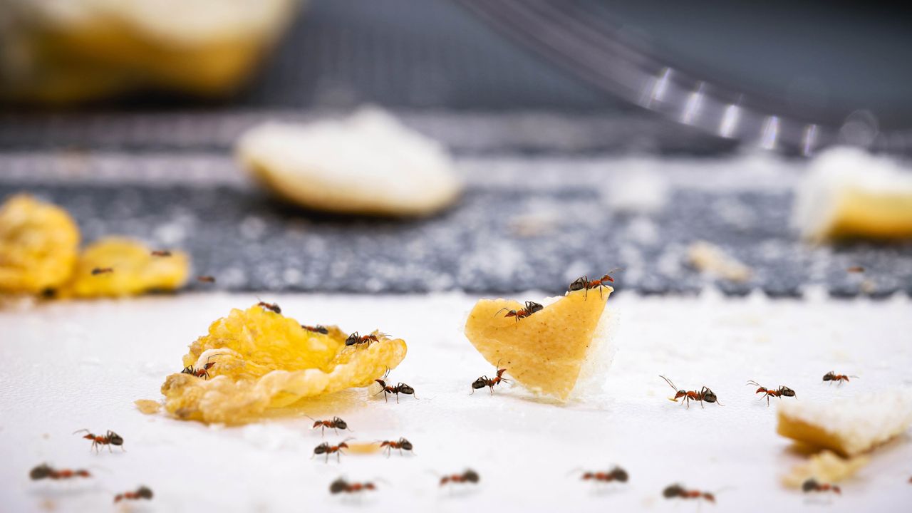 Expert shares 'the kitchen sink rule' you must do to prevent ants