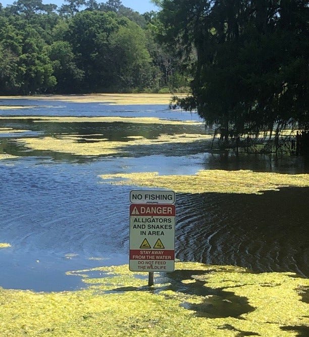 Watch your step: Florida’s most snake-infested lakes ranked