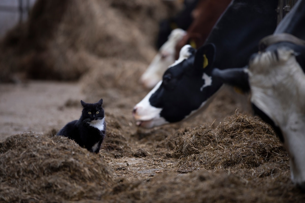 Barnyard Kitten's Sweet Friendship With Fluffy Cow Is Straight Out of a ...