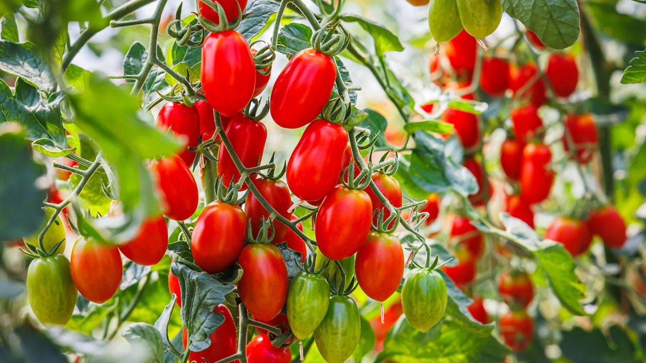 10 Gardening Tips For Growing The Perfect Roma Tomatoes
