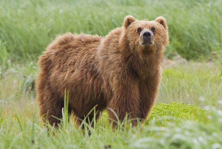 10 Creatures You'll Only Cross Paths With In Alaska