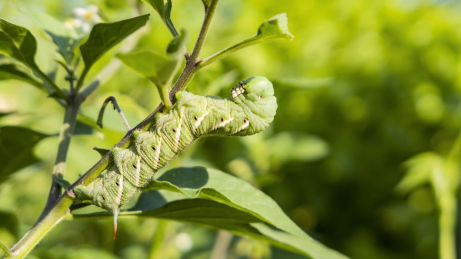 9 Plants That Repel Tomato Hornworms