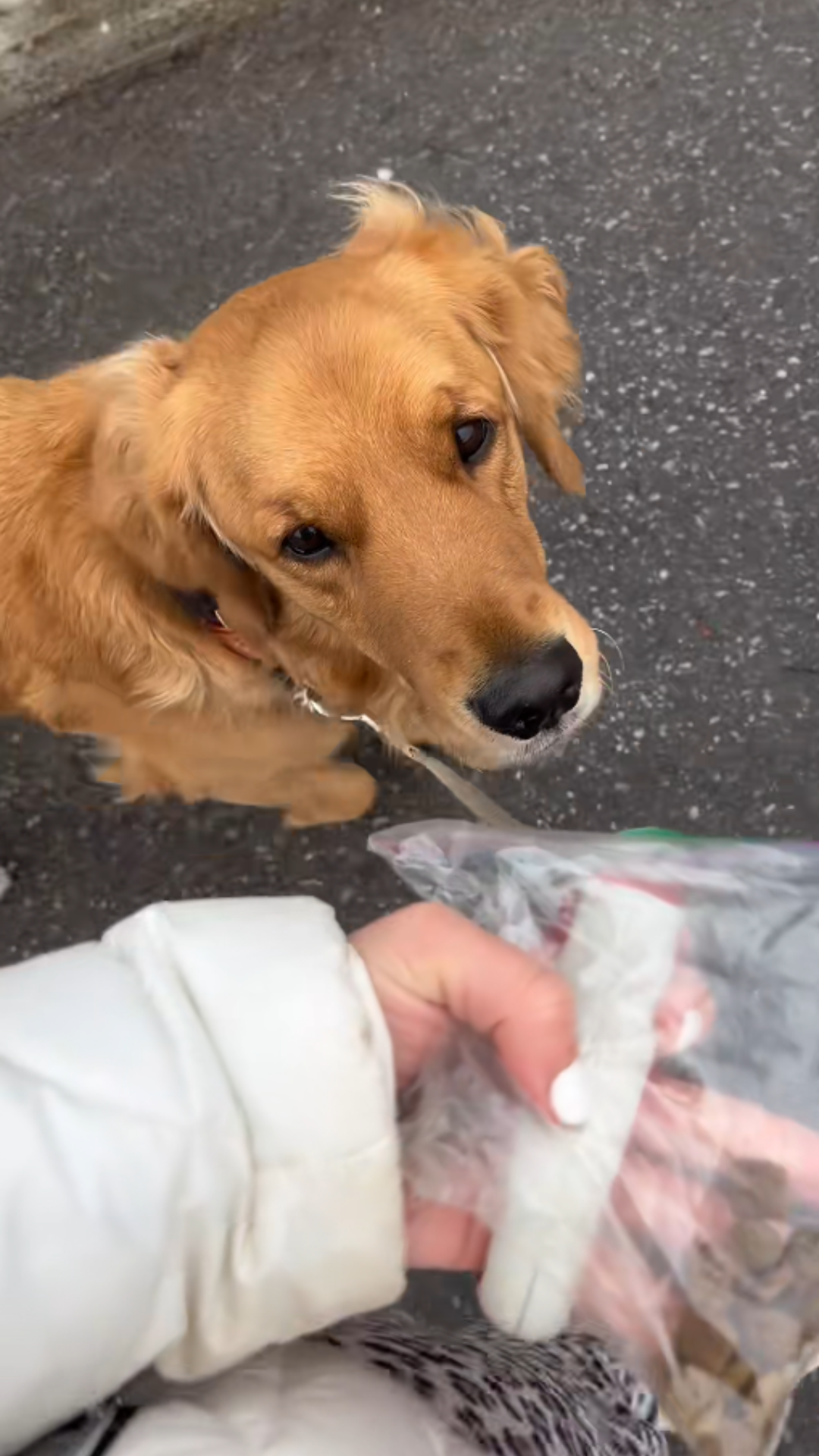 Why Saying No to Your Dog Doesn’t Always Work